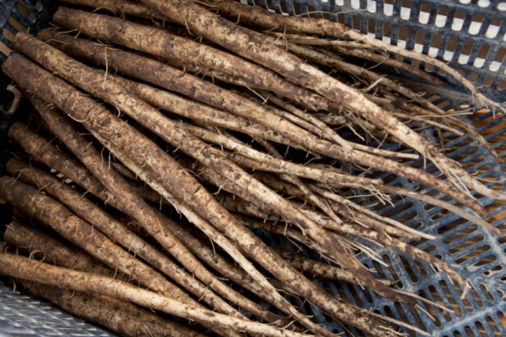 Burdock root - Tasty KAGOSHIMA JAPANTasty KAGOSHIMA JAPAN